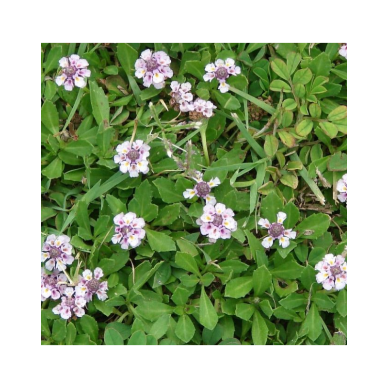 Plantin de Tiqui Tiqui / Phyla Nodiflora Reptans